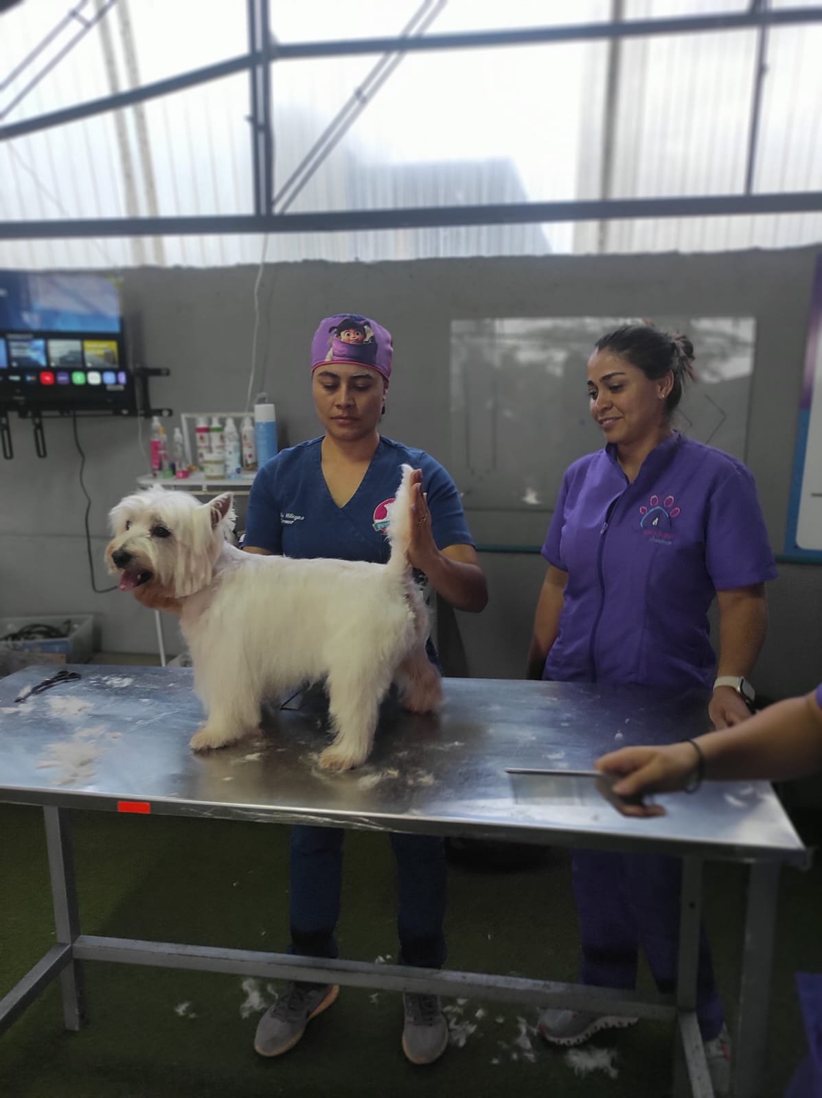 Pet Grooming Academy – Academia de peluquería canina y felina